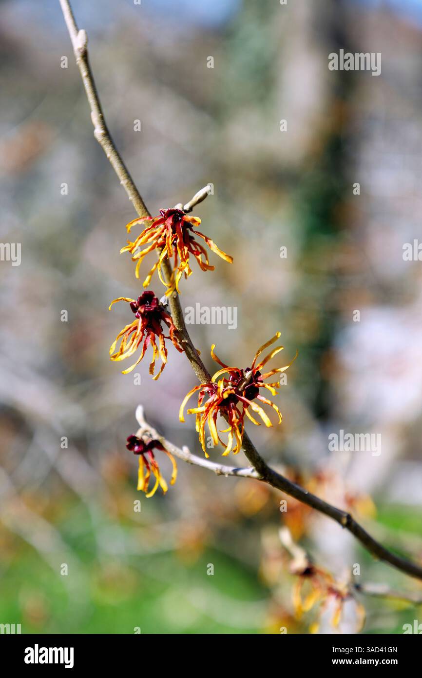 Witch hazel, Hamamelis mollis x intermedia Diane, flowers Stock Photo ...
