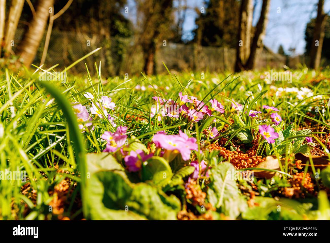 Spring meadow with flowering primroses in different colors and trees ...