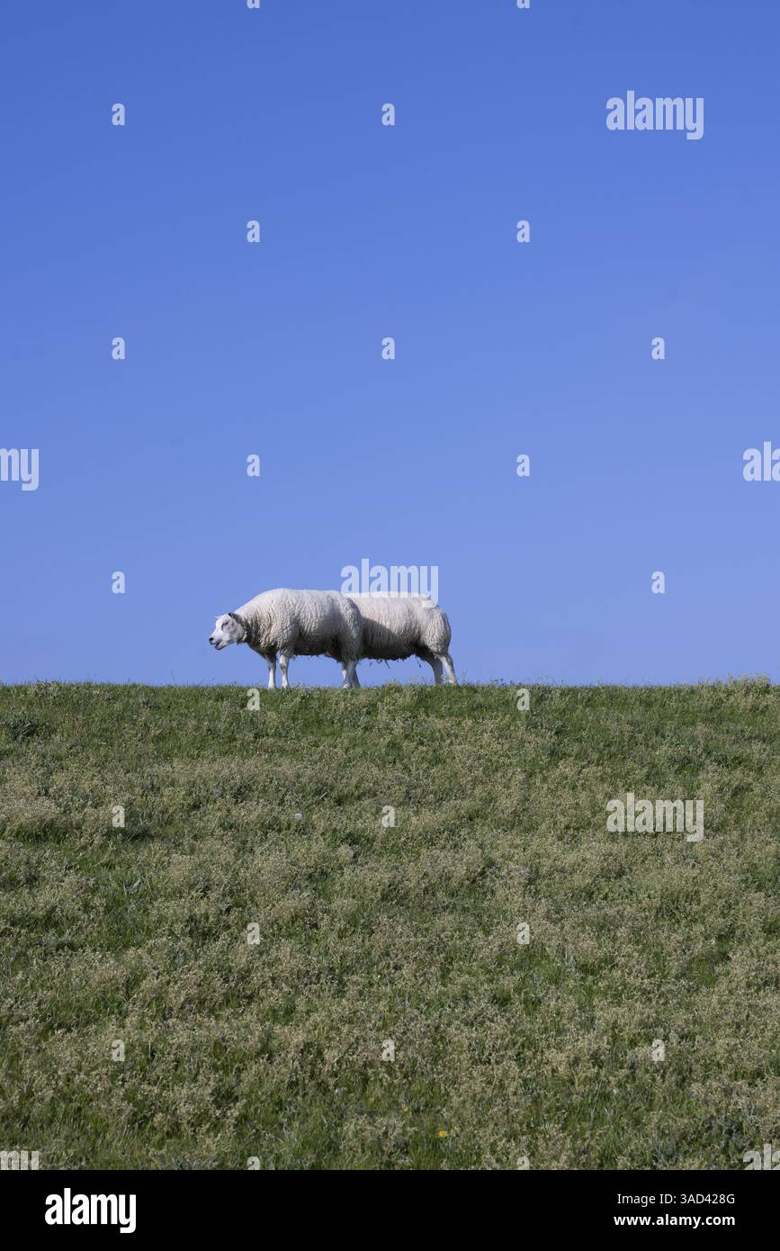 Funny, optical illusion six-legged sheep in the sunshine on the dike ...