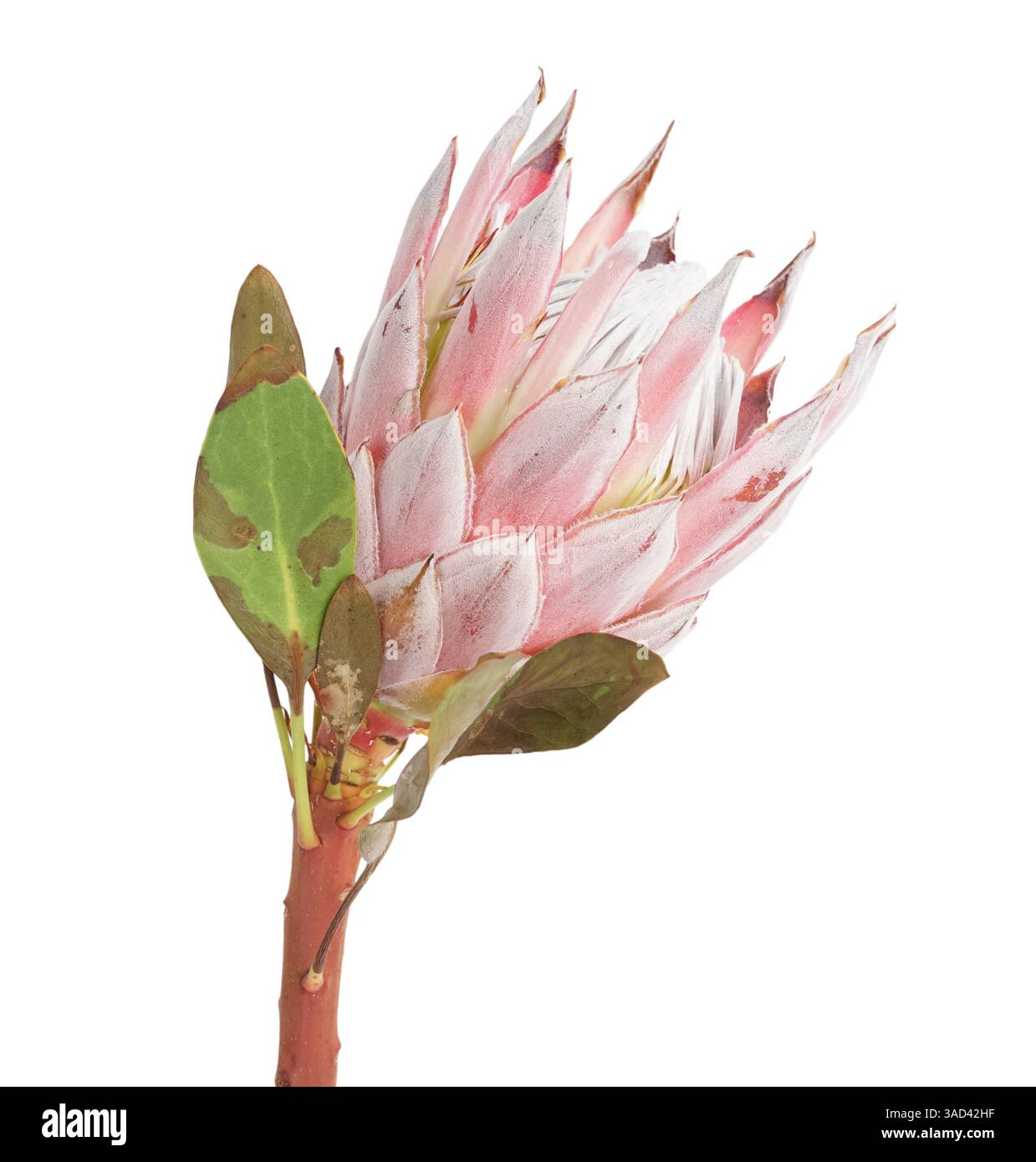Pink protea tropical flower Cut Out Stock Images & Pictures - Alamy