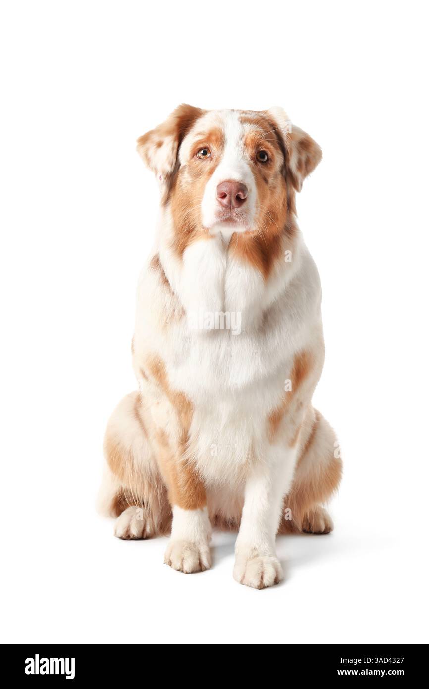 Fluffy australian shepherd dog Cut Out Stock Images & Pictures - Alamy