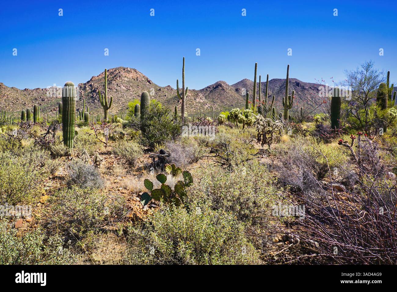Saguaro National Park: a place to wander, explore, and connect with ...