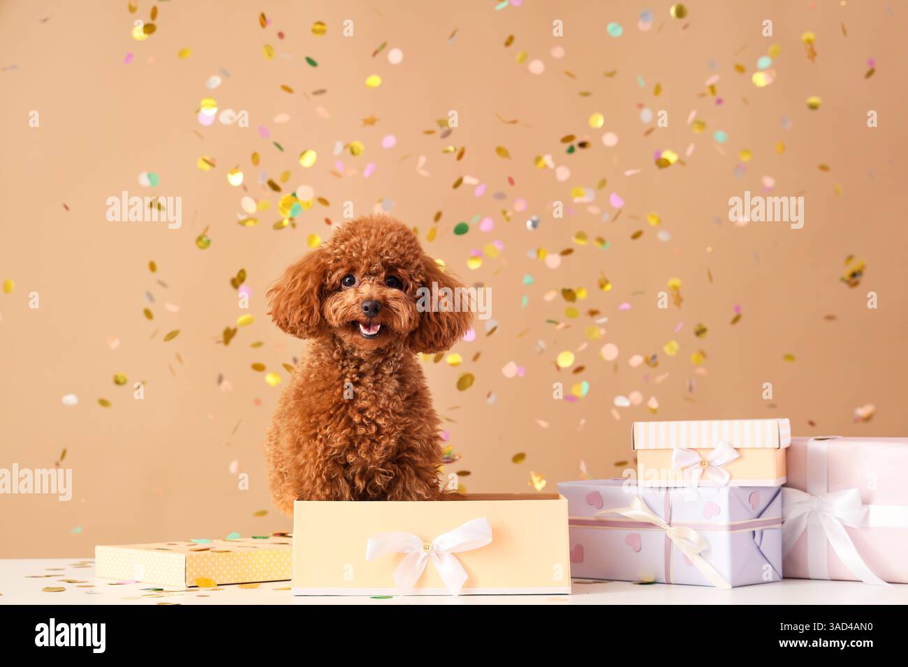 Cute Toy Poodle dog with gift boxes and confetti on brown background ...