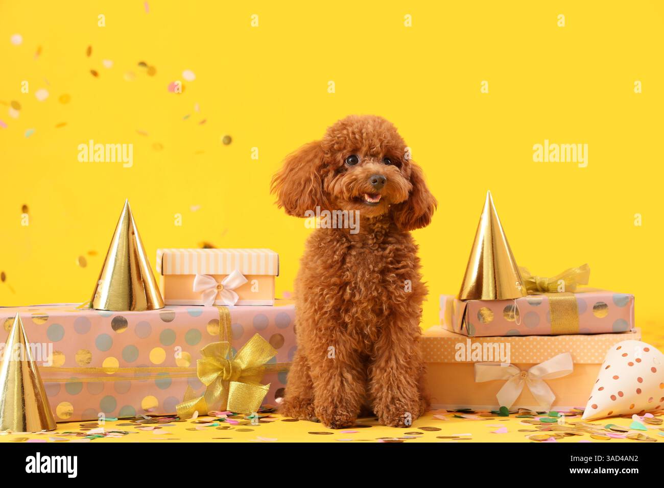 Cute Toy Poodle dog with party hats, gift boxes and confetti on yellow ...