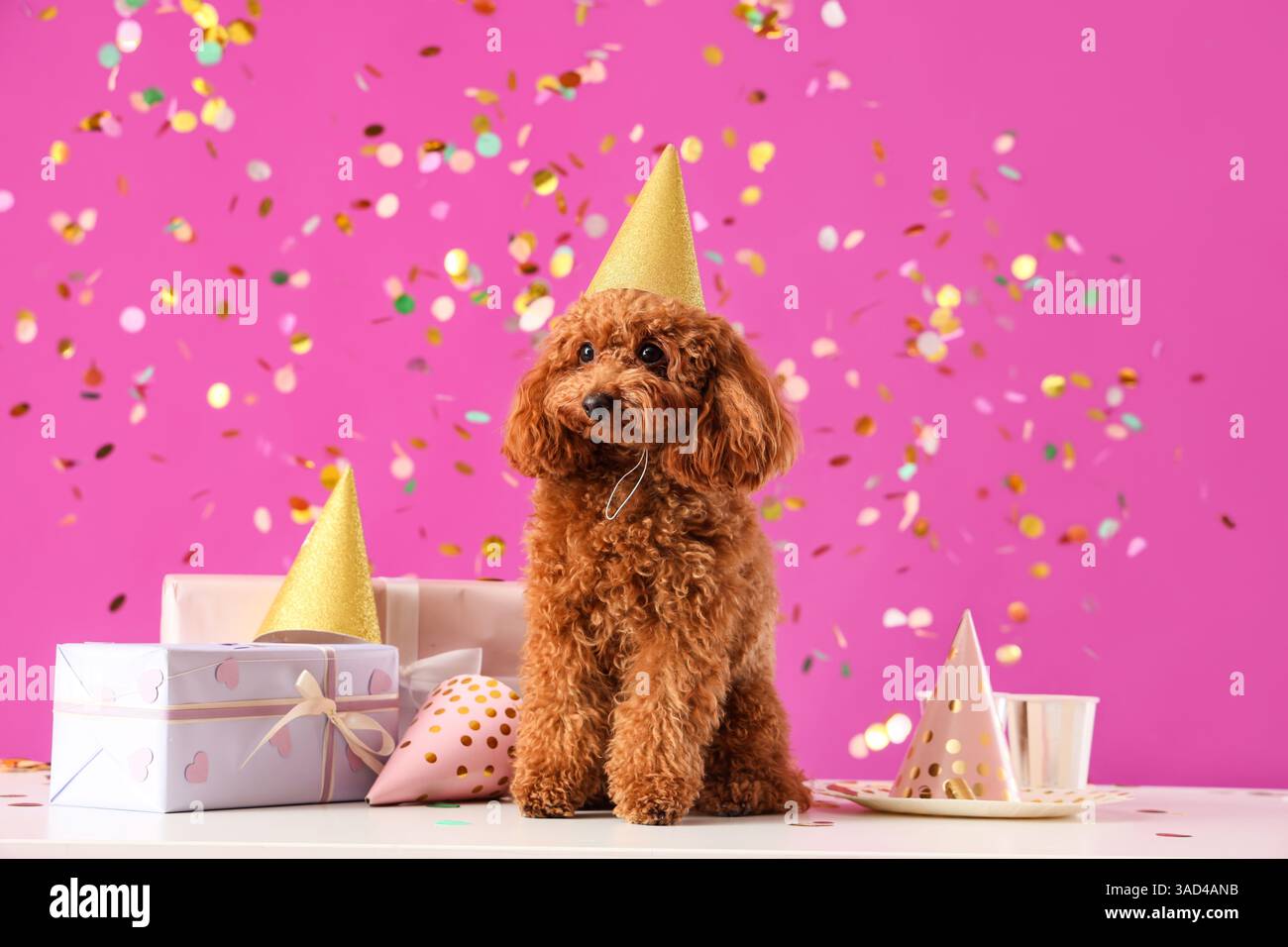 Cute Toy Poodle dog in party hat with gift boxes and confetti on purple ...