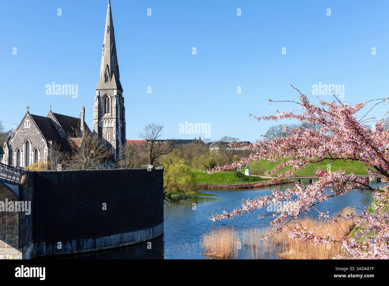 Cherry Blossom in Langelinie park on a beautiful spring day. Sakura ...