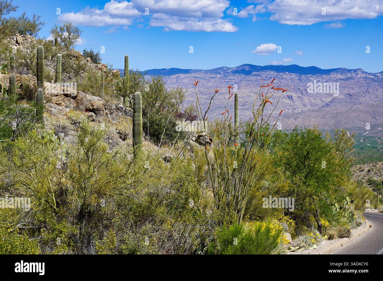 Saguaro National Park: a place to wander, explore, and connect with ...