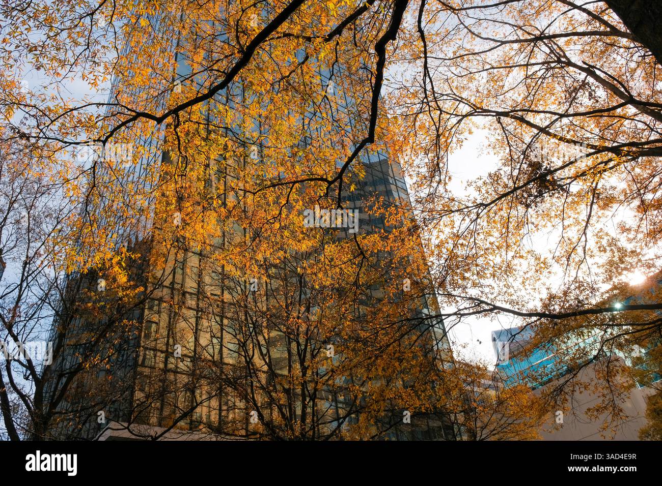 Striking fall foliage frames glass office tower in uptown Charlotte ...