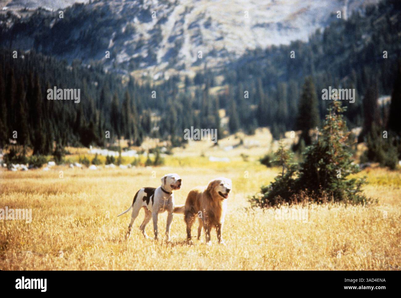 Film still / Publicity still from "Homeward Bound: The Incredible Journey" 1993 Walt Disney ...