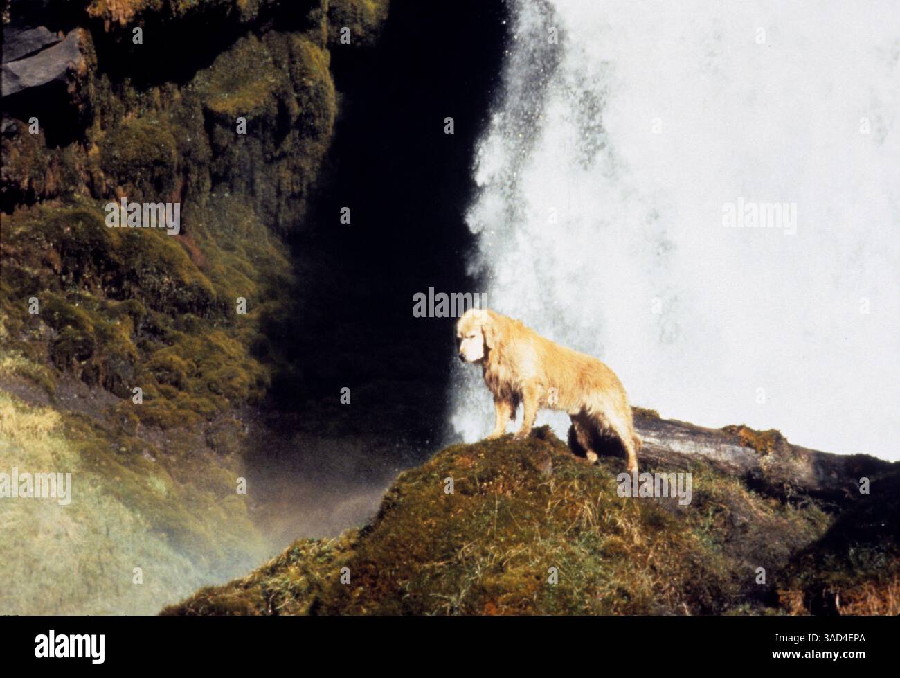 Film still / Publicity still from "Homeward Bound: The Incredible Journey" 1993 Walt Disney ...