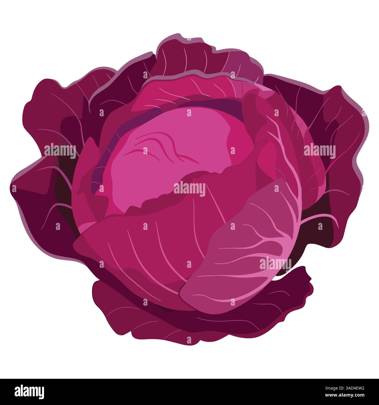red cabbage vector. Fresh vegetable with leaves in a doodle cartoon ...