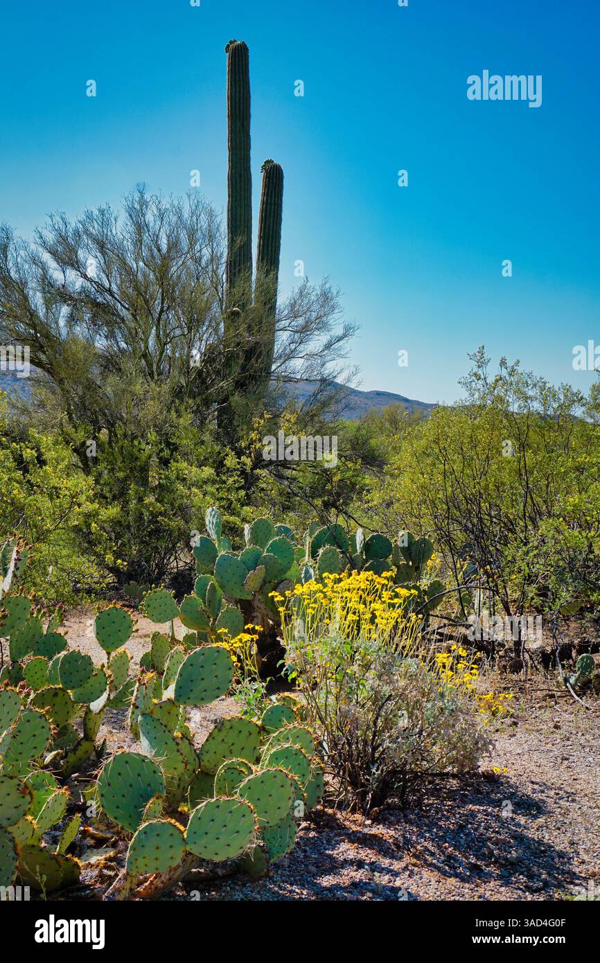 Saguaro National Park: a place to wander, explore, and connect with ...