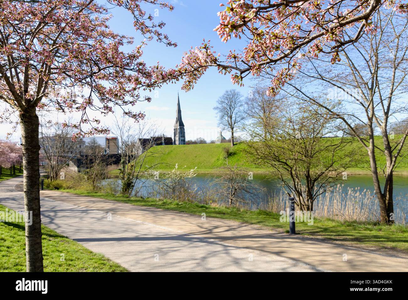 Cherry Blossom in Langelinie park on a beautiful spring day. Sakura ...