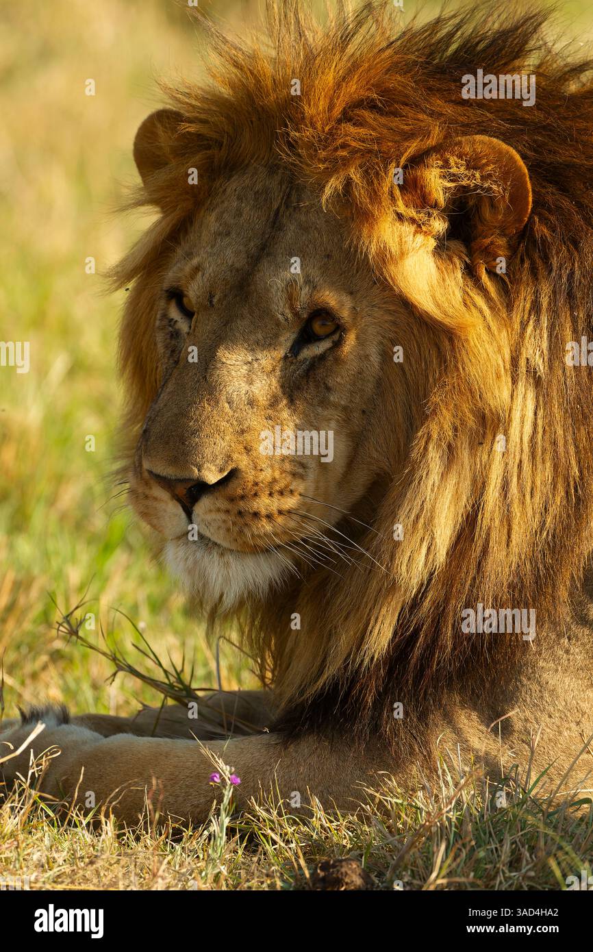 Lion resting mara triangle hi-res stock photography and images - Alamy