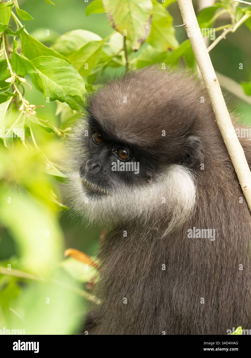 Purple-faced langur, aka purple-faced leaf monkey, Sri Lanka, South ...