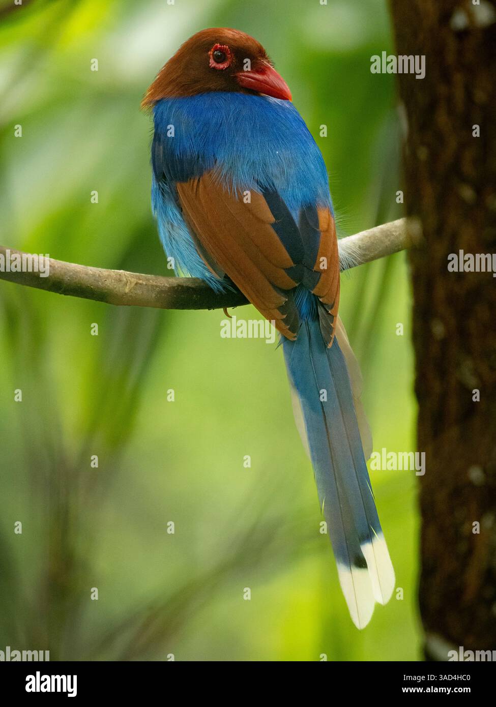 Sri Lanka blue magpie, Sri Lanka, South Asia Stock Photo - Alamy