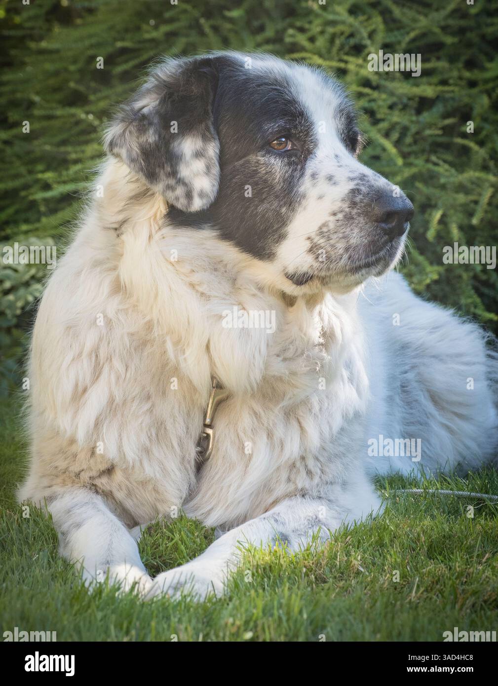 Newfoundland dog portrait Stock Photo - Alamy