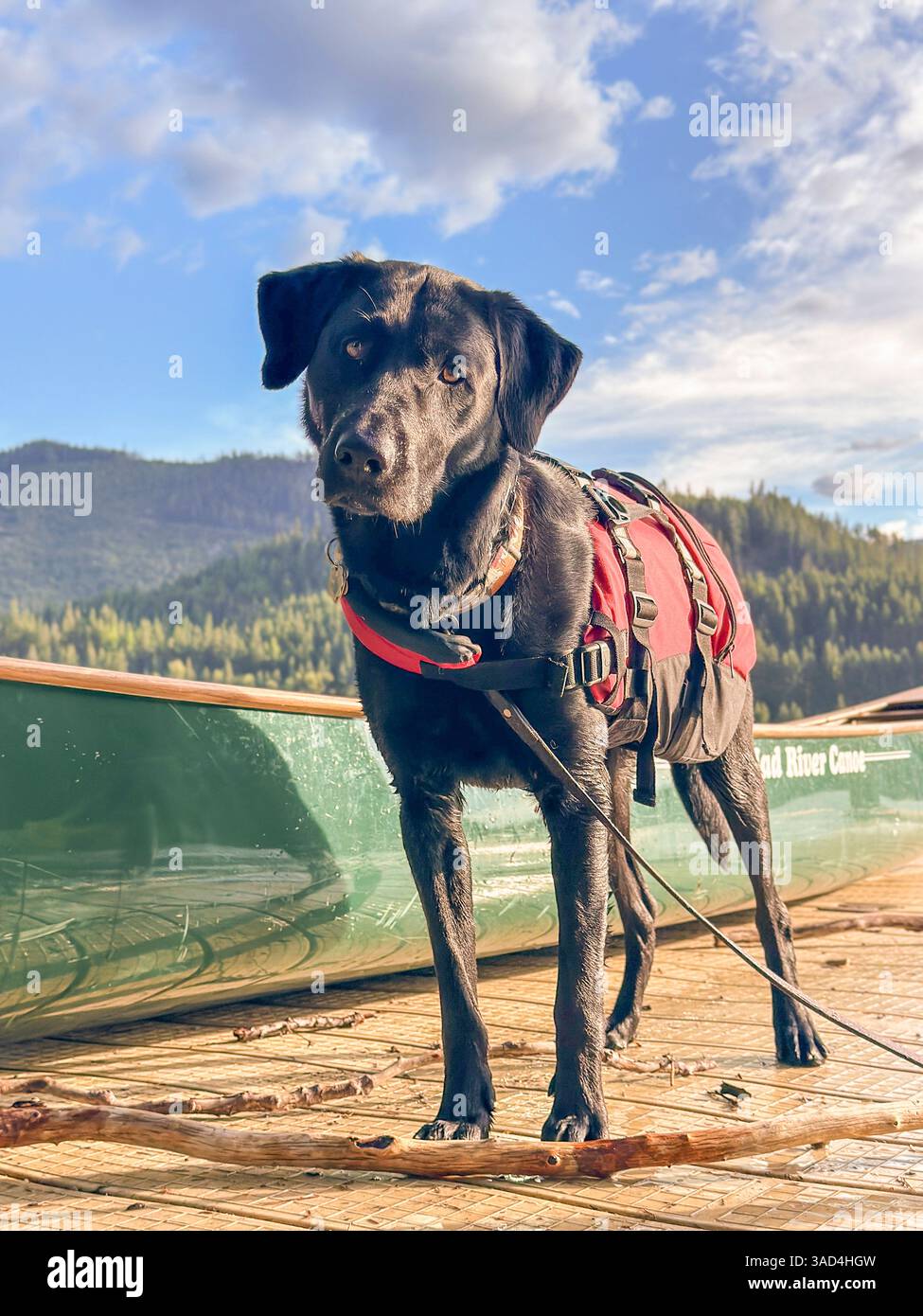 Black Labrador dog portrait outdoors Stock Photo - Alamy