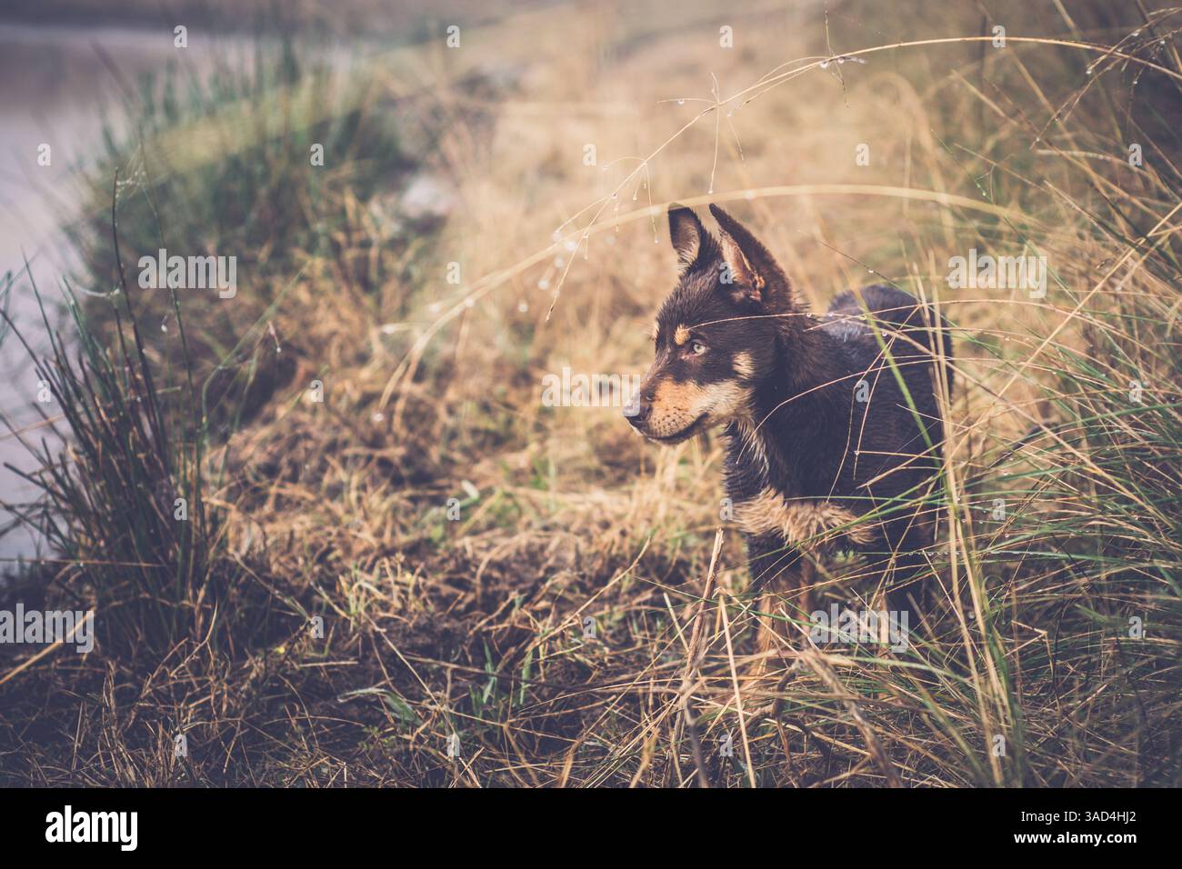 Young adult working animal domestic animal hi-res stock photography and ...