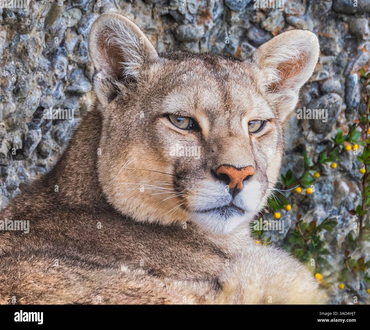 Puma face hi-res stock photography and images - Alamy