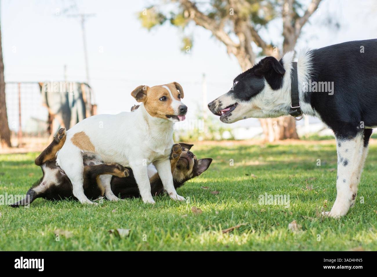 two dogs snarling at each other Stock Photo - Alamy