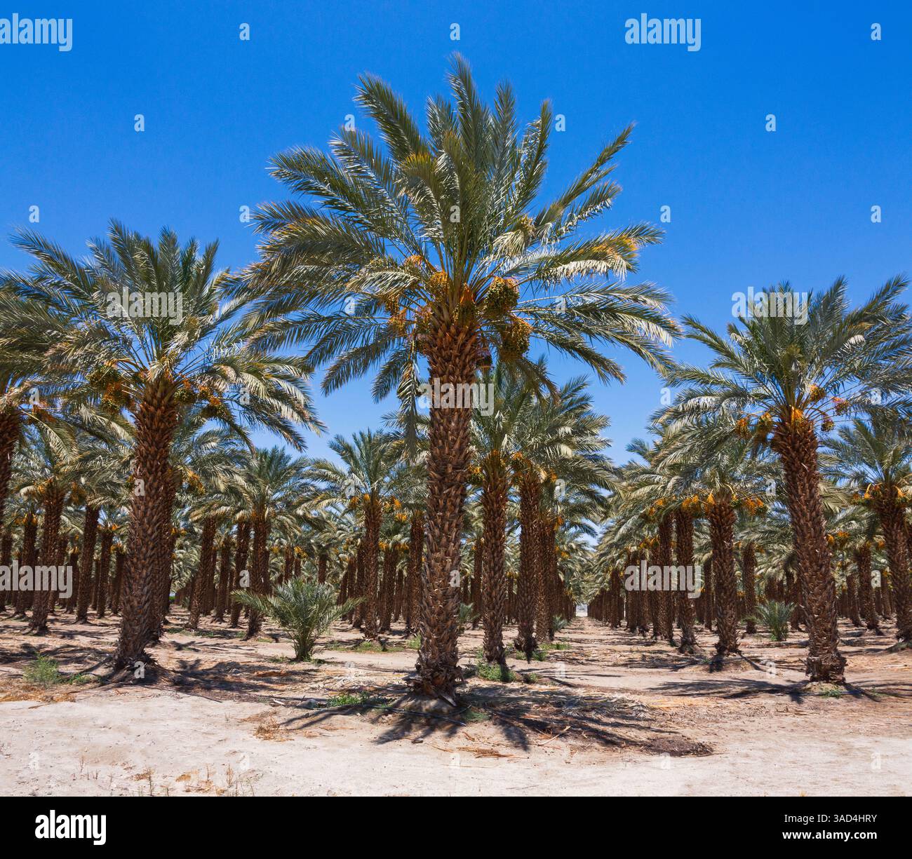 Date Palms, Coachella Valley, California, USA Stock Photo - Alamy