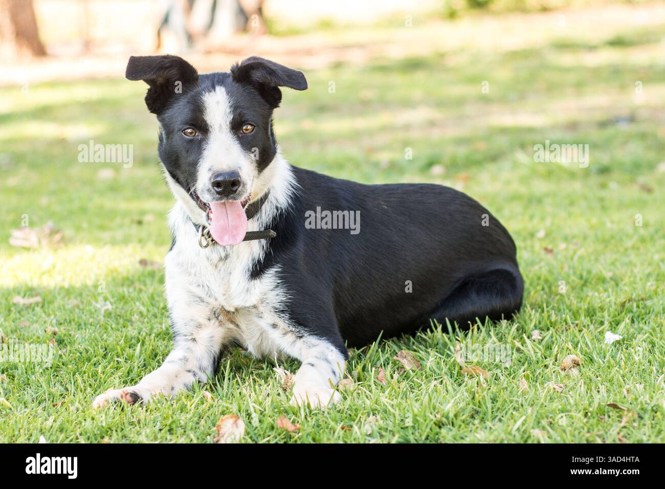 Purebred australian shepherd family hi-res stock photography and images ...