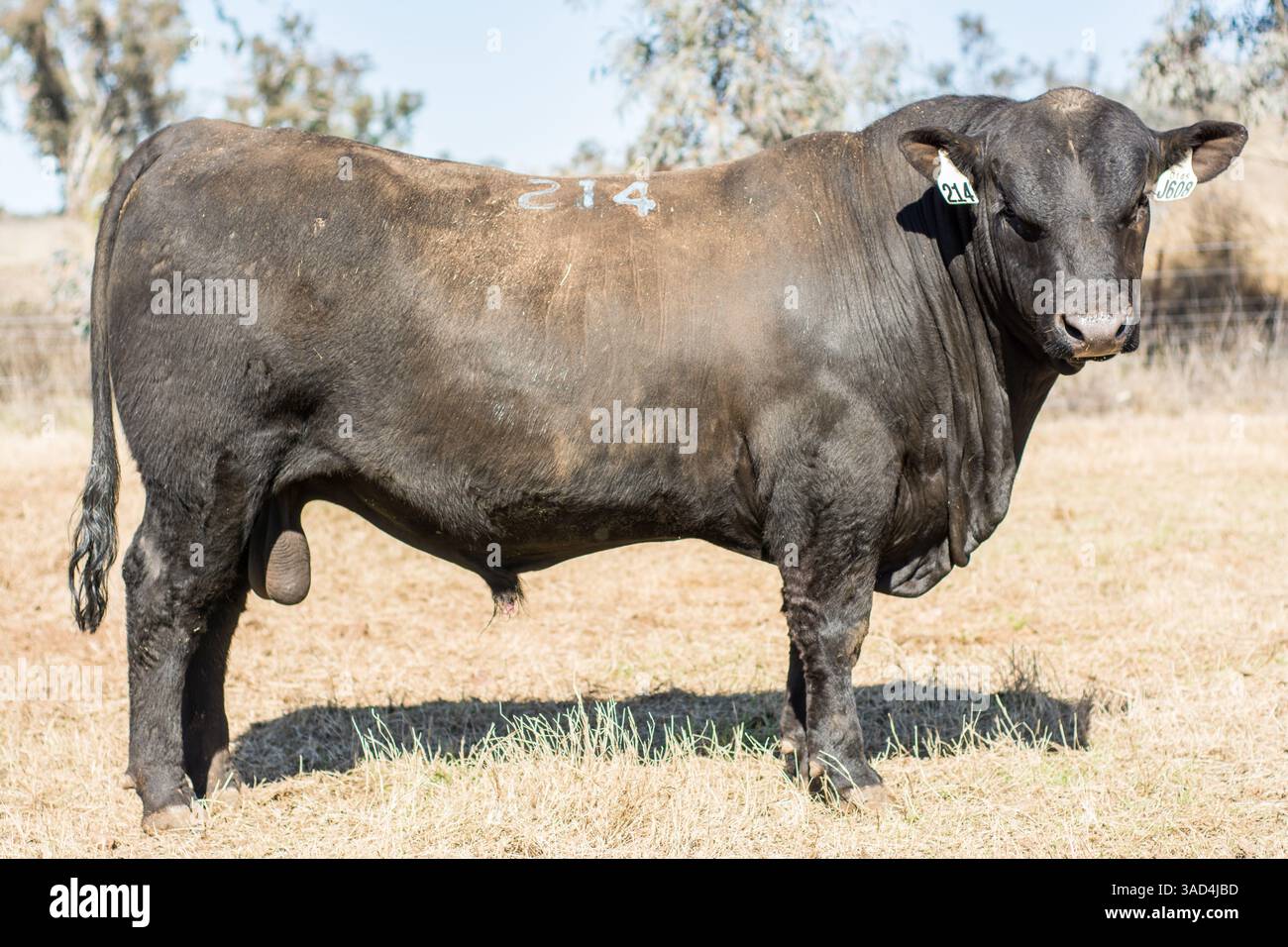 Angus stud bull Stock Photo - Alamy