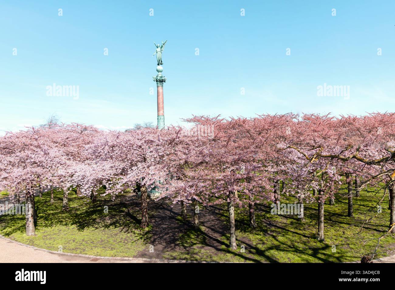 Cherry Blossom in Langelinie park on a beautiful spring day. Sakura ...