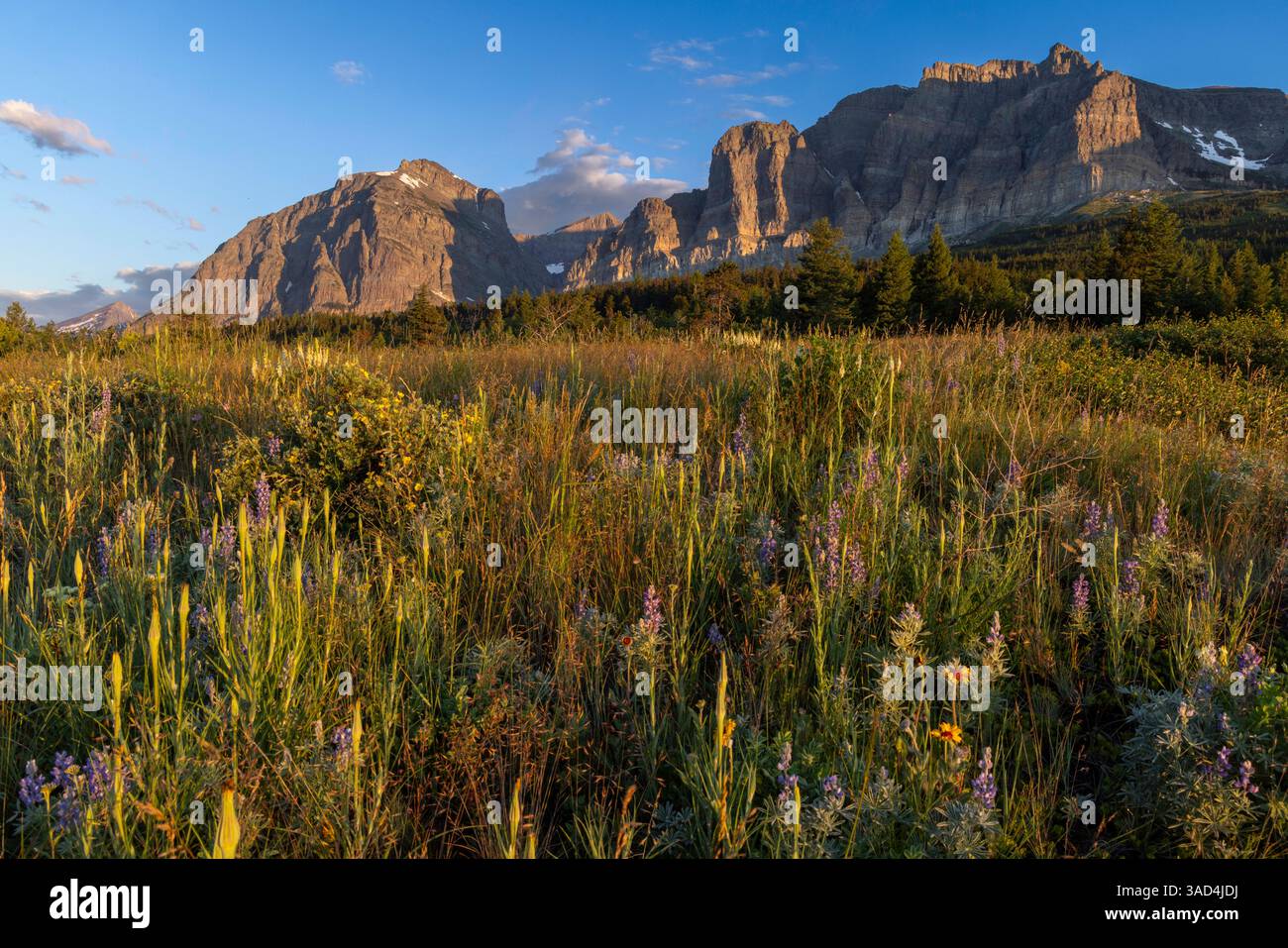 Prairie wildflowers with Apikuni Mountain in the Many Glacier Valley in Glacier National Park ...