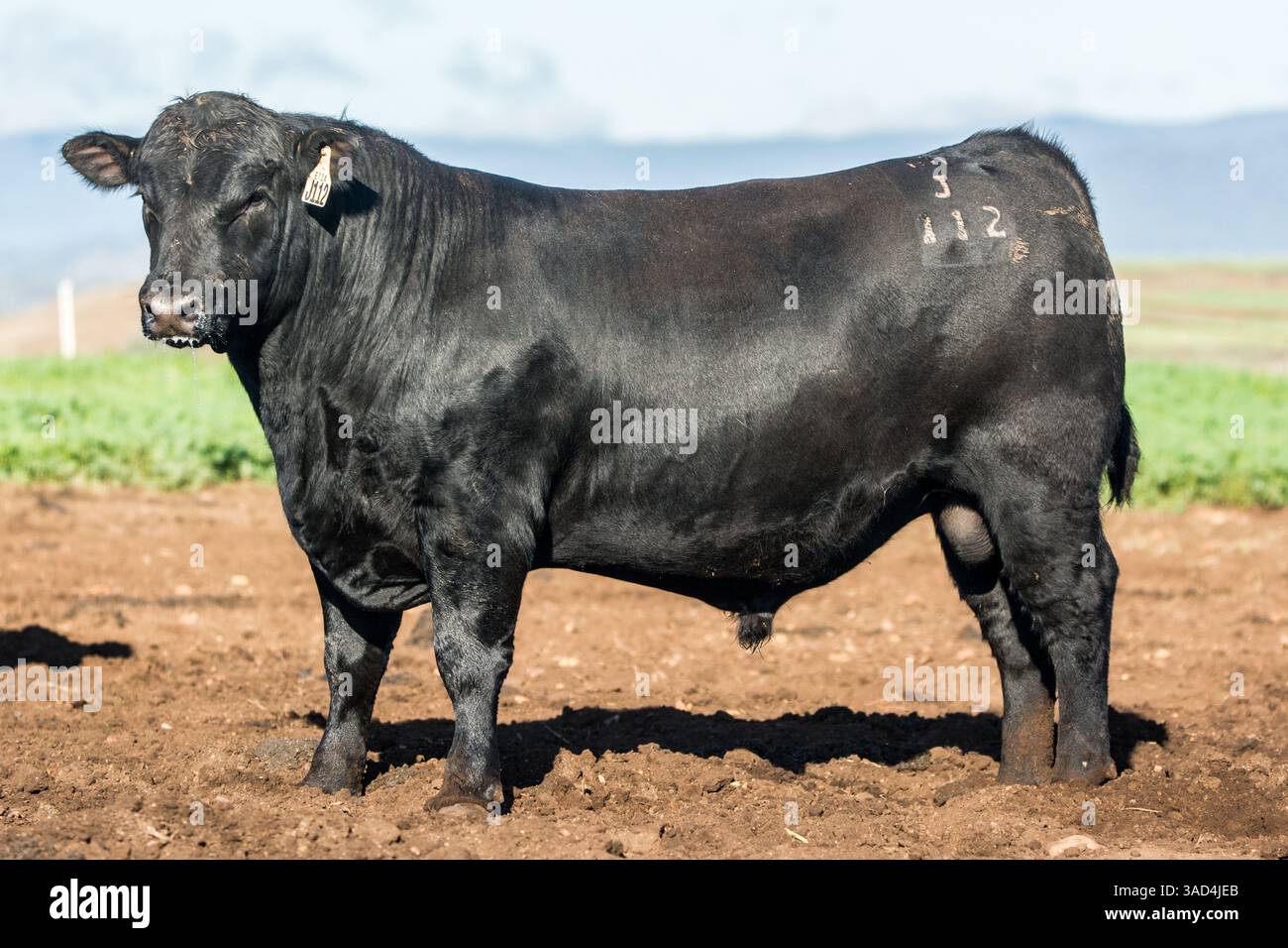Black angus bull and cows hi-res stock photography and images - Alamy