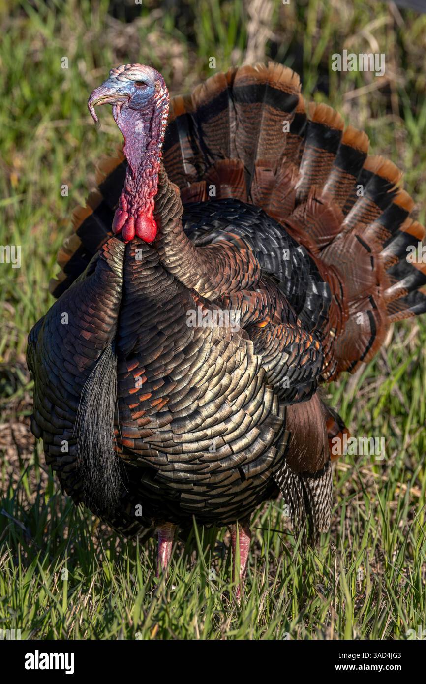 Eastern male wild tom turkey in breeding plumage near Whitefish ...