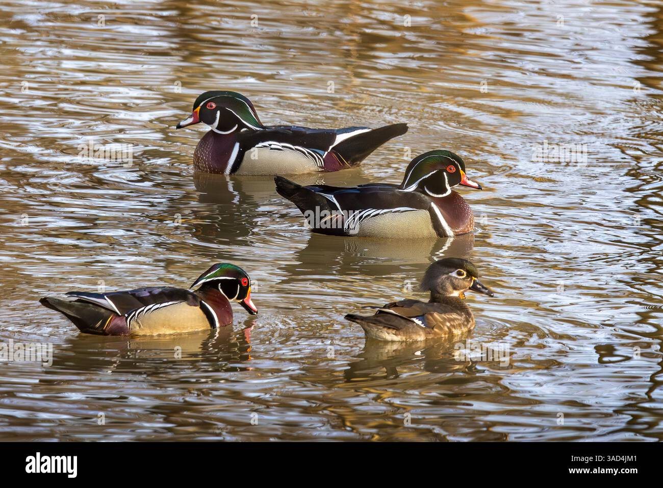 Wood duck in creek in Defiance, Ohio, USA. (Editorial Use Only Stock ...