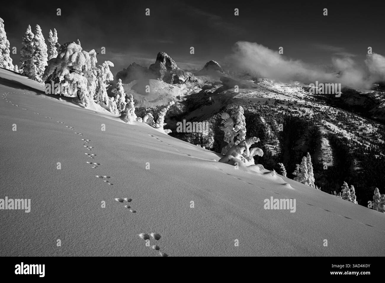 USA, Wyoming. Black and white photo of rabbit tracks in snow and ...