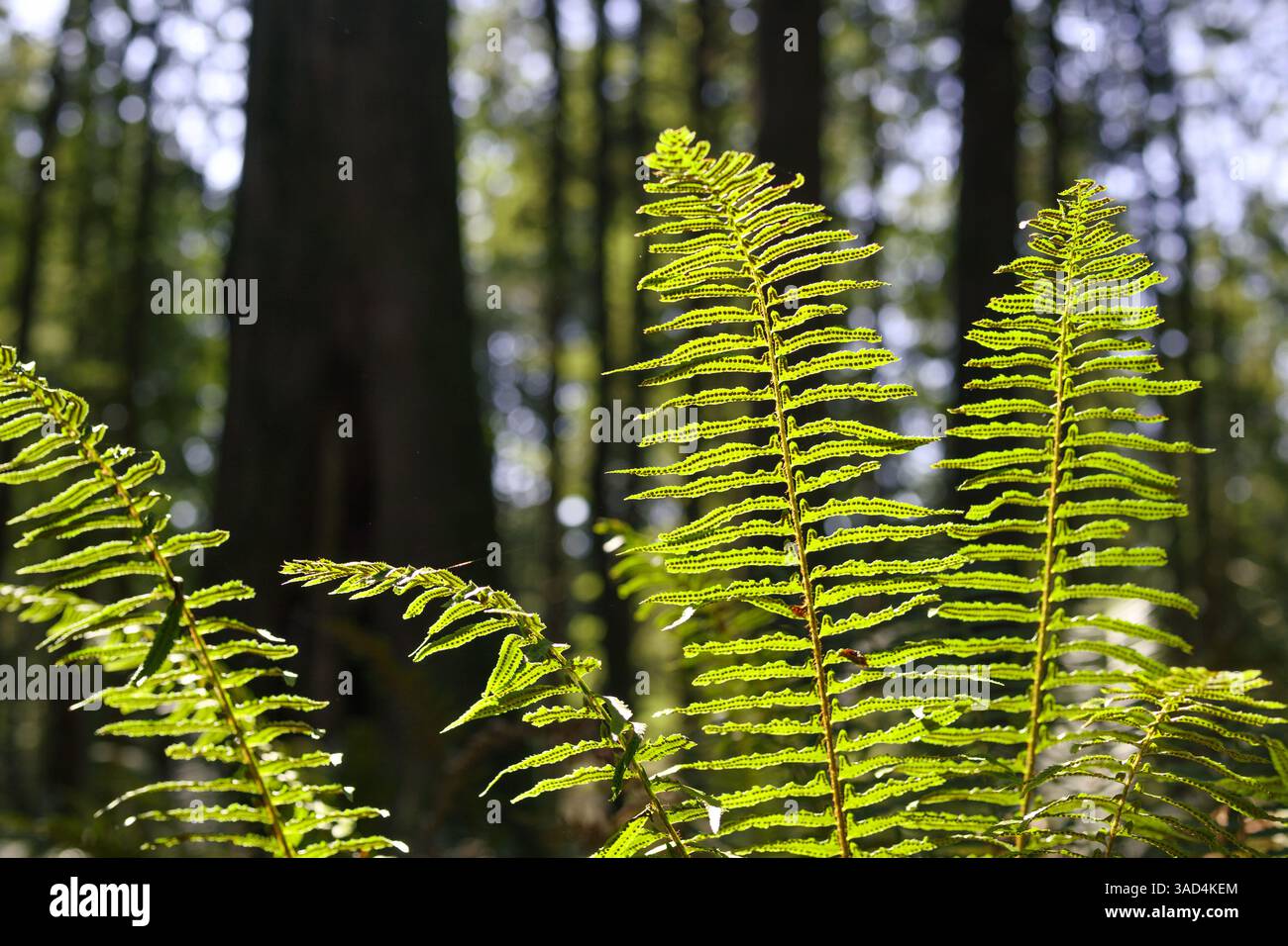 Backlit fern in forest with heavy lights and shadows. Magical forest ...