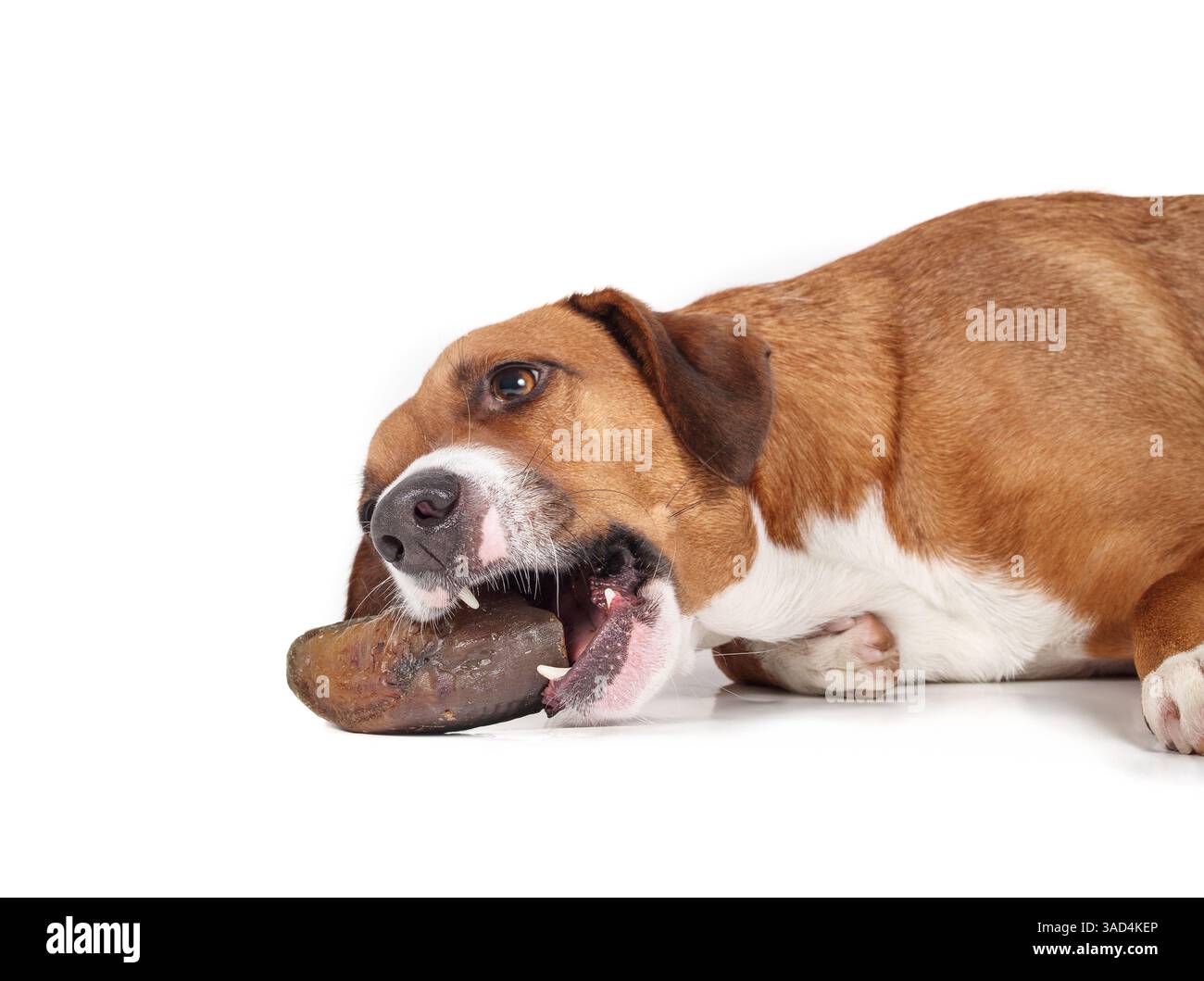 Happy dog chewing hoof hi-res stock photography and images - Alamy