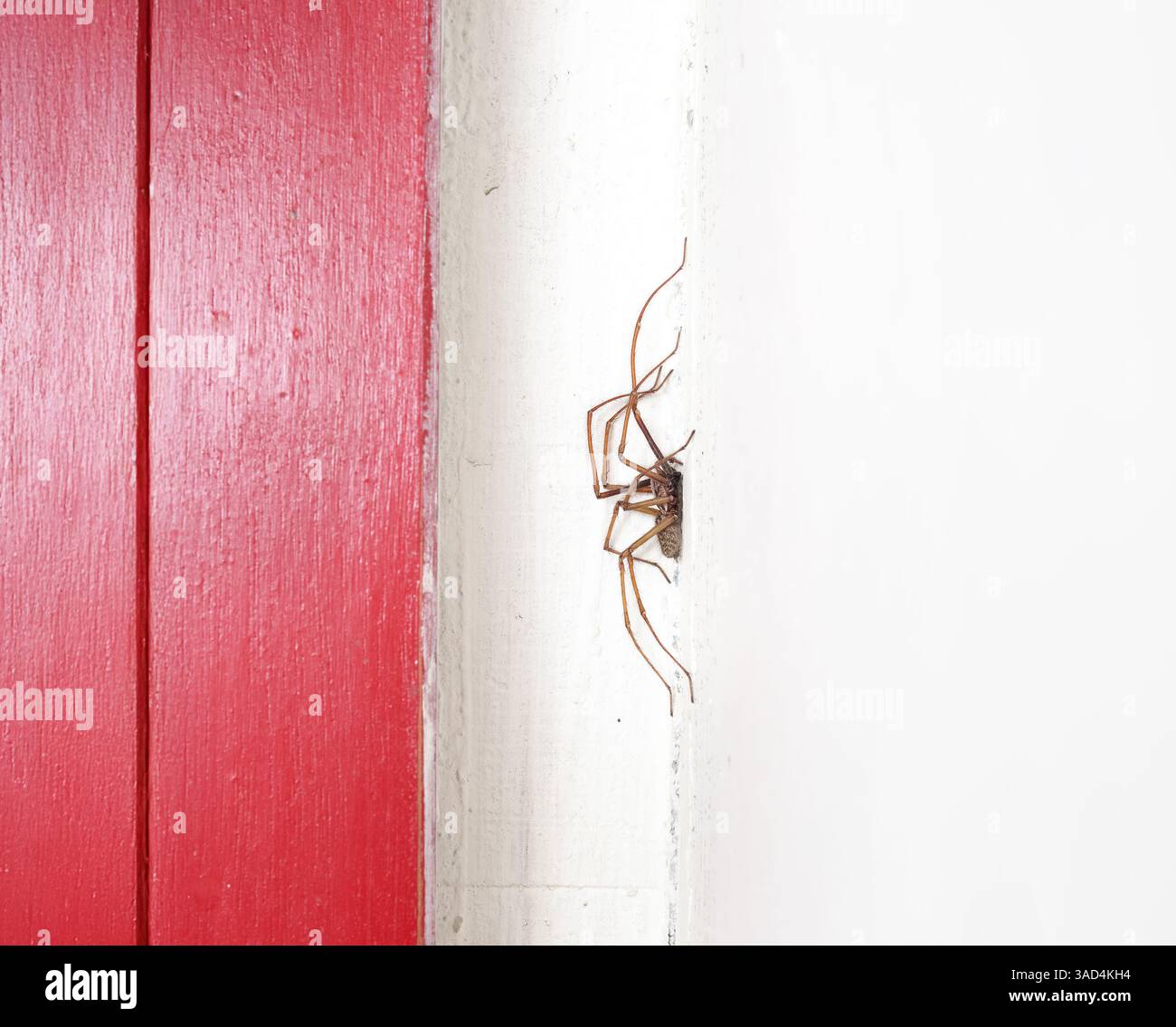 Giant house spider in door frame corner. Sideview. About 6 cm large ...
