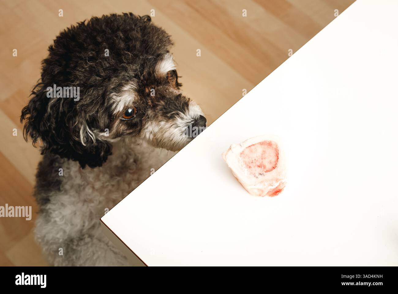 Puppy trying chew on bone hi-res stock photography and images - Alamy