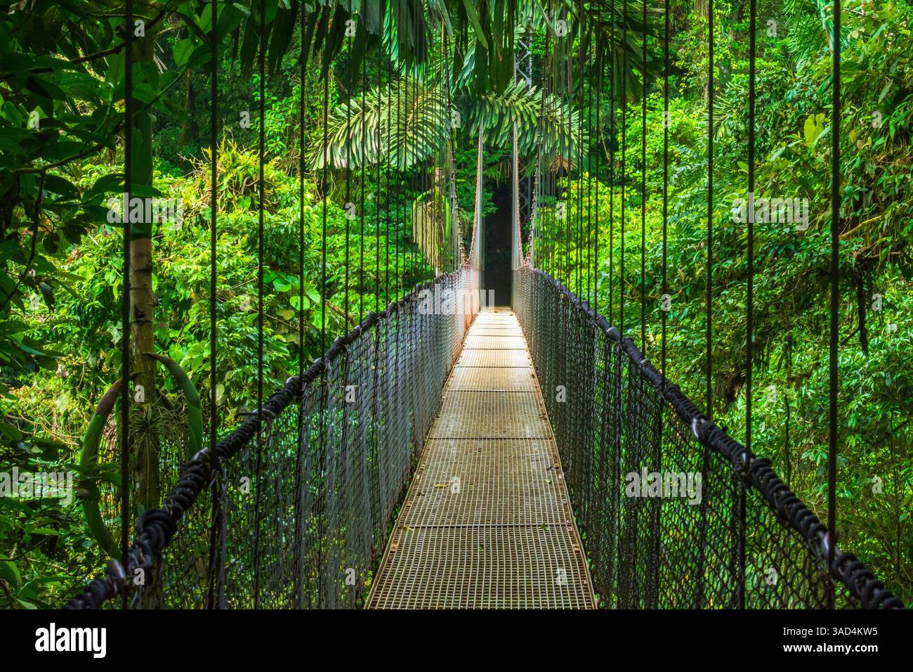 Suspension bridge at Mistico Hanging Bridges, Alajuela Province, Costa ...