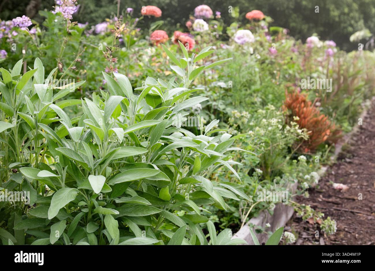Sage plant growing in garden with defocused background. Blue green sage ...