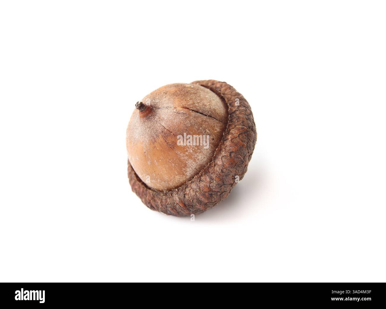 Perspective seasonal Cut Out Stock Images & Pictures - Alamy