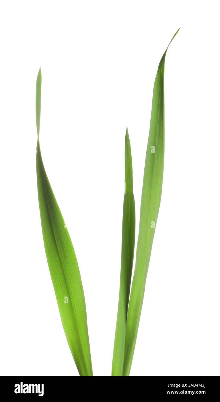 Blades of green grass isolated on white Stock Photo - Alamy