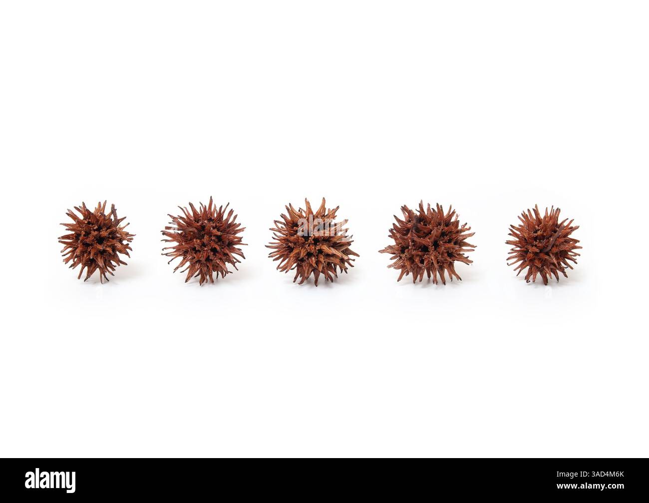 Isolated sweetgum balls in a row. Sweetgum tree seed pods. Known as ...