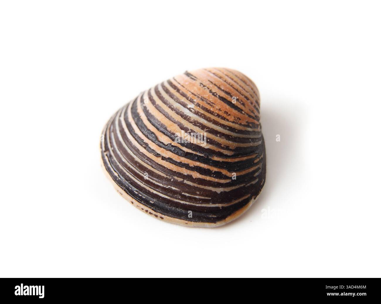 Selective focus beach wavy sea Cut Out Stock Images & Pictures - Alamy