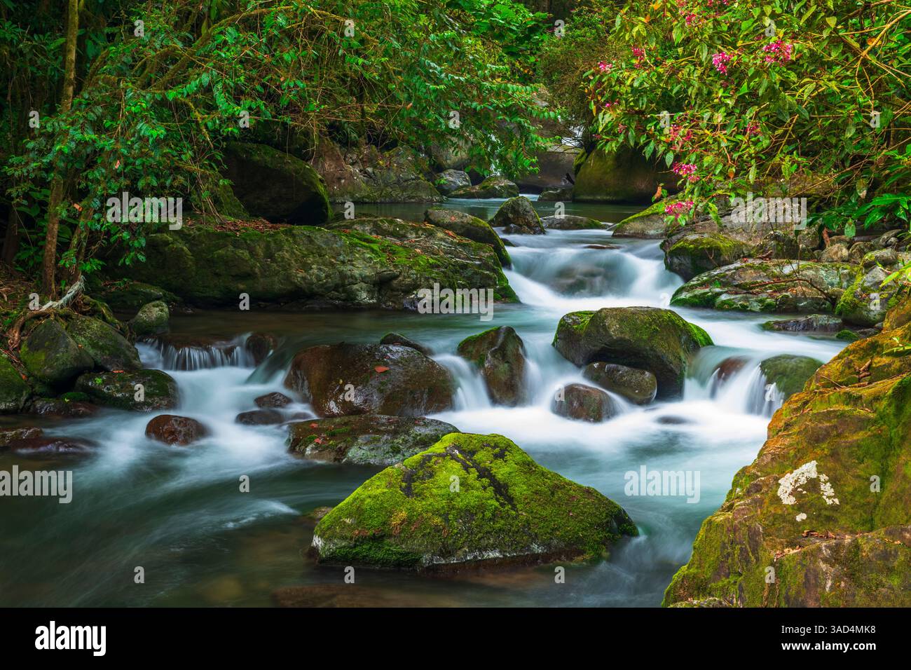 Savegre River in San Gerardo de Dota, San Jose Province, Costa Rica ...