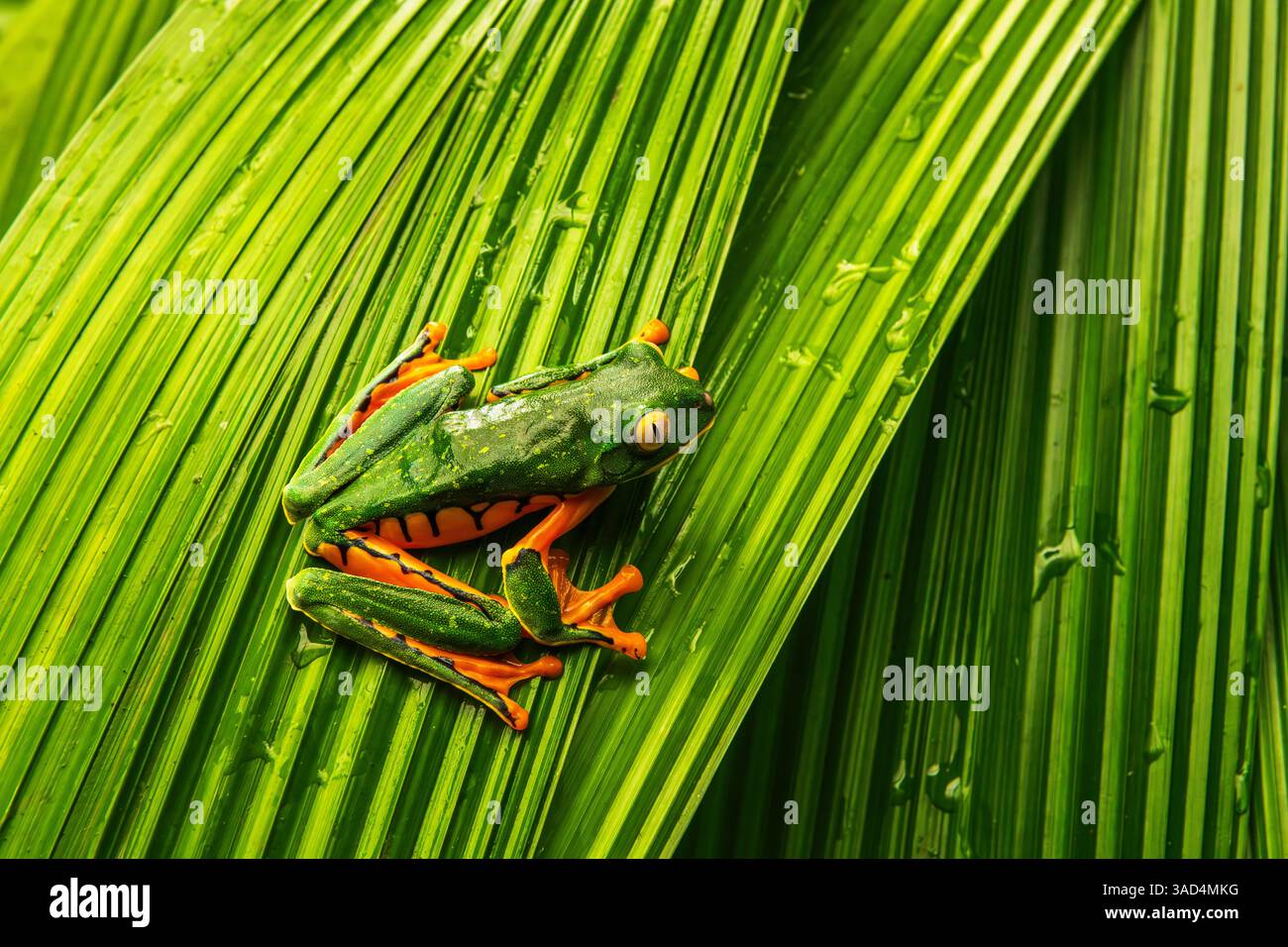 Yellow-eyed tree frog, La Paz Waterfall Gardens, Alajuela Province ...