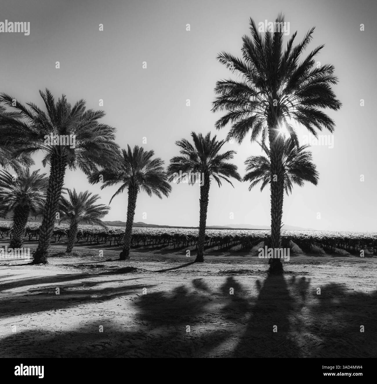 Palms shadow Black and White Stock Photos & Images - Alamy