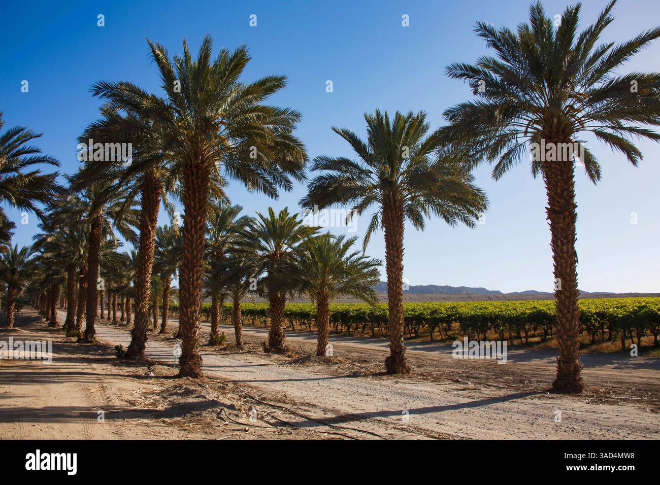 Date Palms, California Stock Photo - Alamy