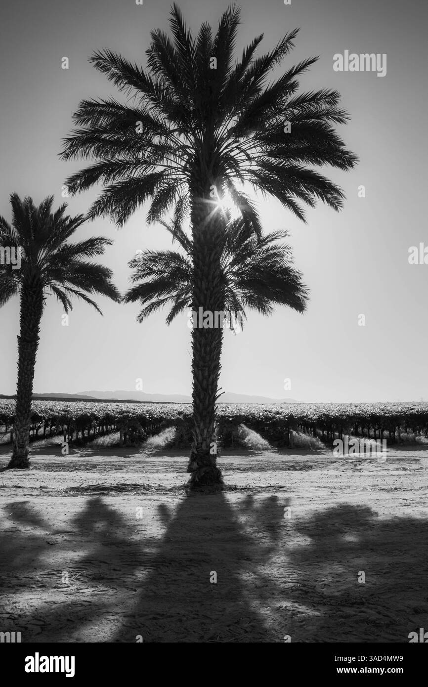 Palms shadow Black and White Stock Photos & Images - Alamy