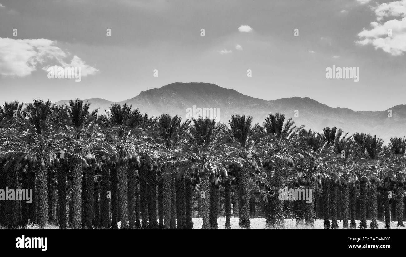 Date Palms, Coachella Valley, California, USA Stock Photo - Alamy